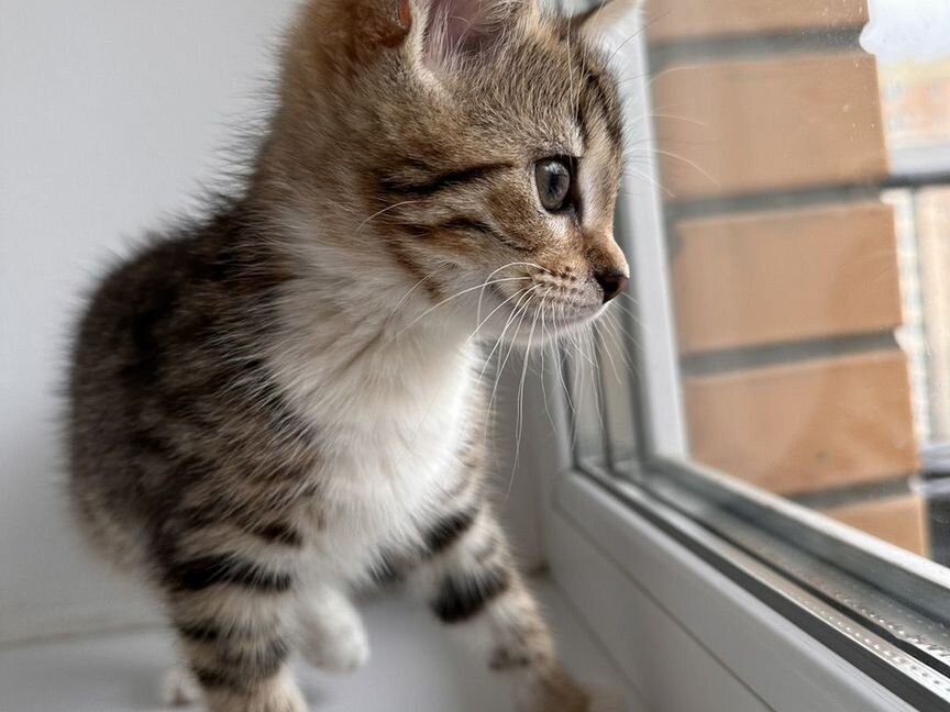 Котёнок, 2,5 месяца