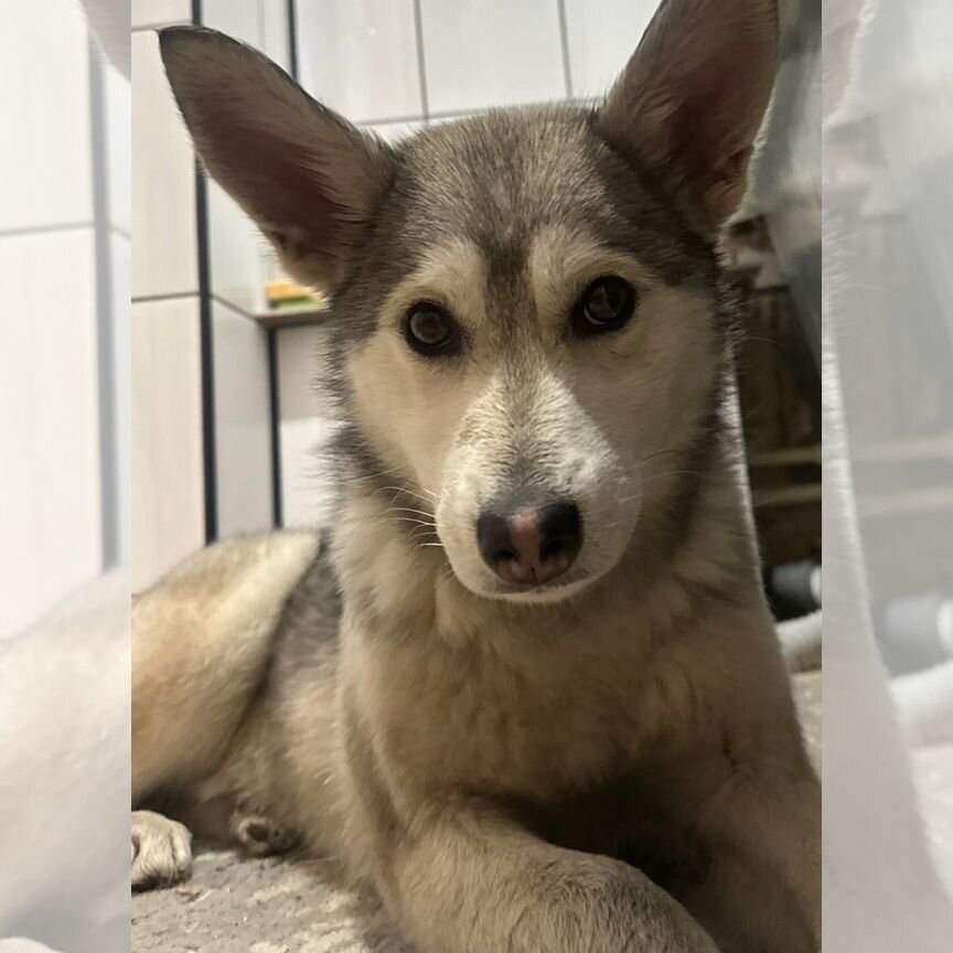 Сибирский хаски, щенок