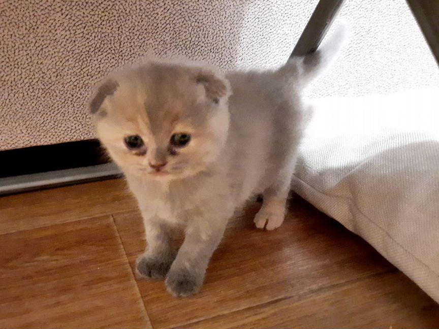 Шотландский вислоухий котенок