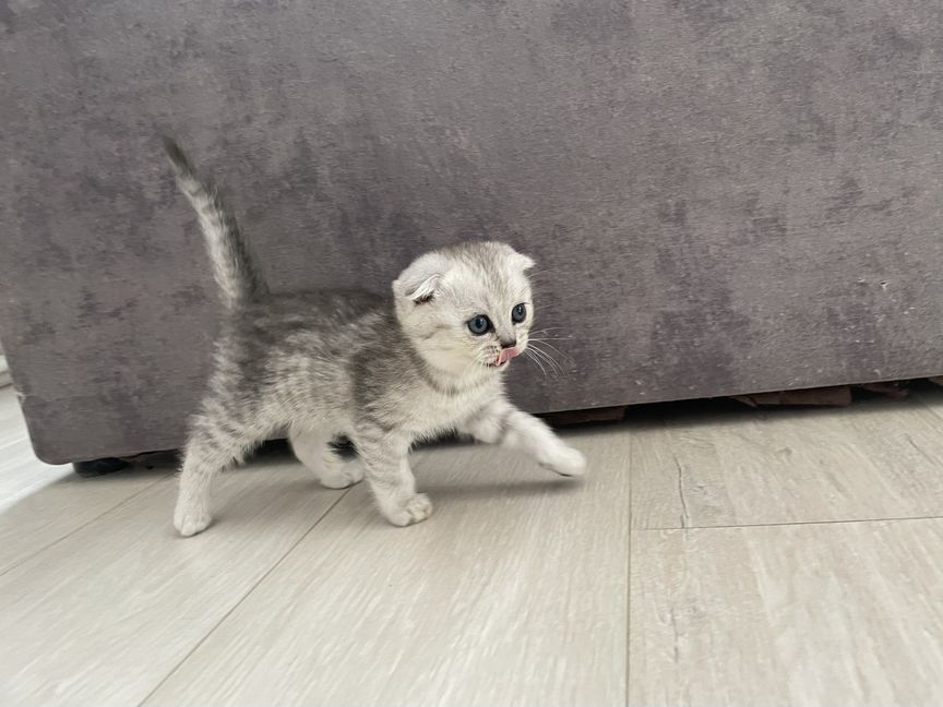 Шотландские вислоухие котята