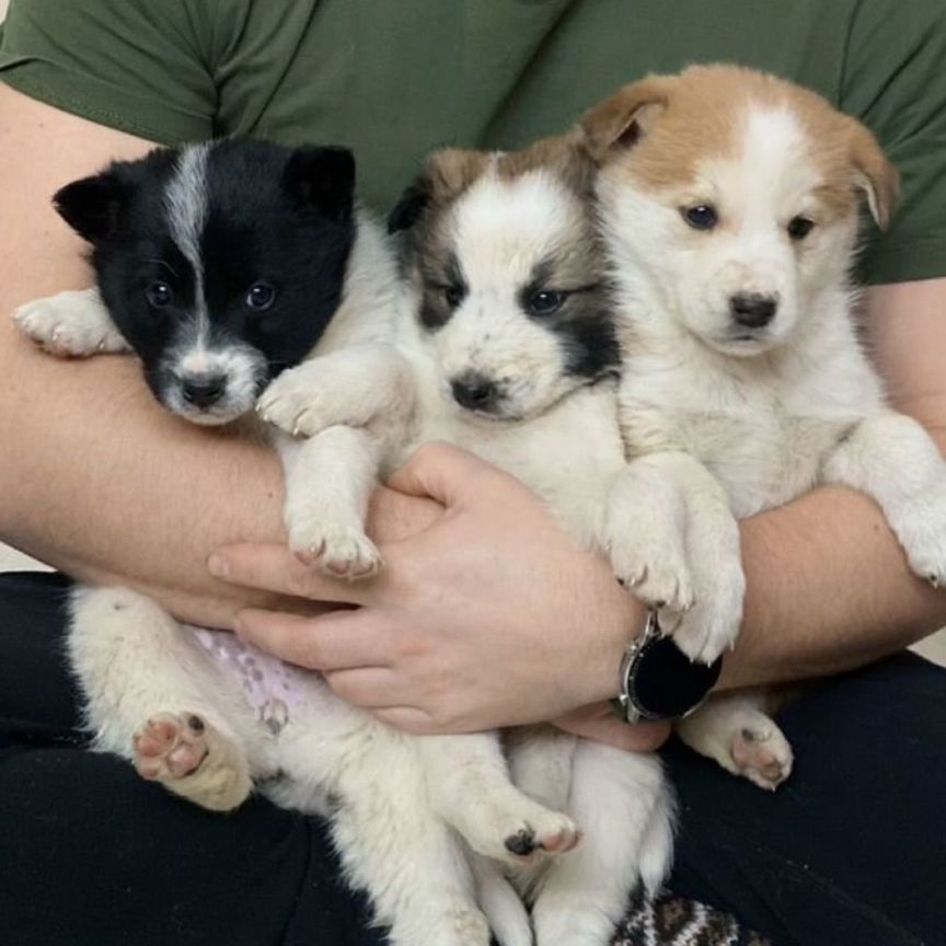 Щенки мальчики даром