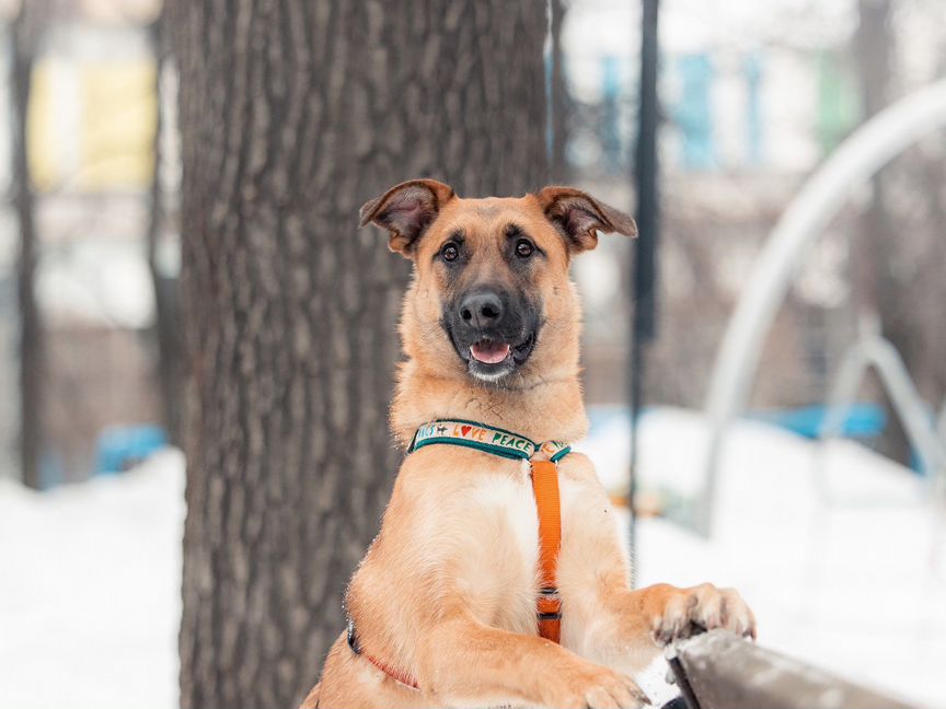 Собака в добрые руки