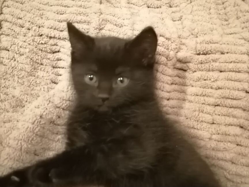 Котенок шотландской вислоухой