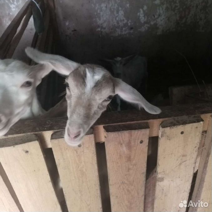 Козачки 4мес нубийцы процент