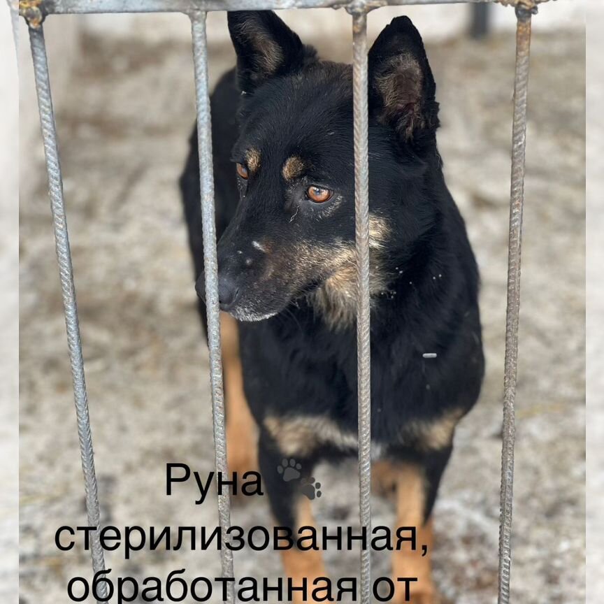 Девочка. Стерилизованная