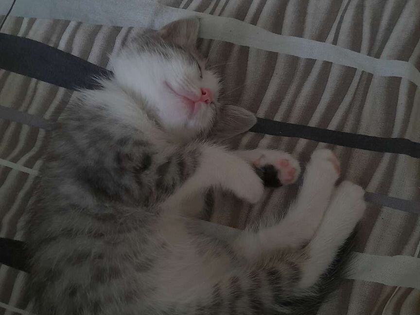 Кошка в дар бесплатно