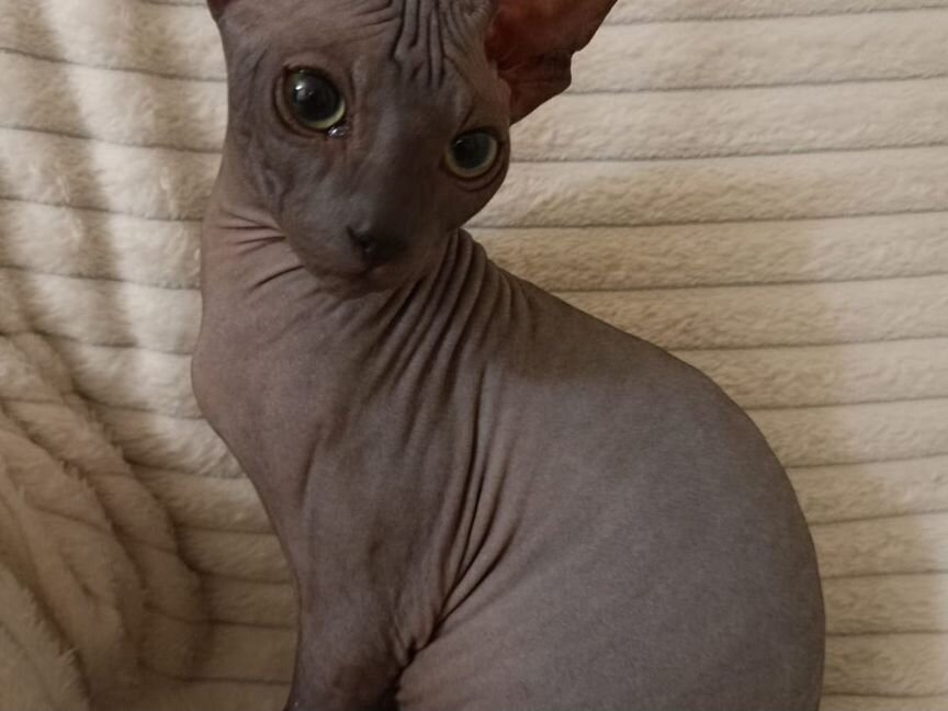 Негретенок в любимцы и в разведение