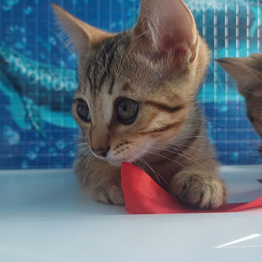 Котята в добрые руки бесплатно мальчик и девочка