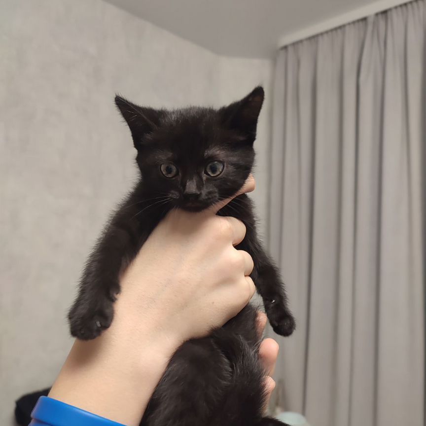 Отдам котенка в добрые руки
