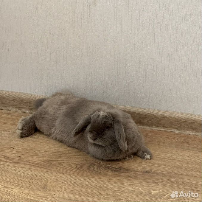 Отдаем Кролика в добрые руки