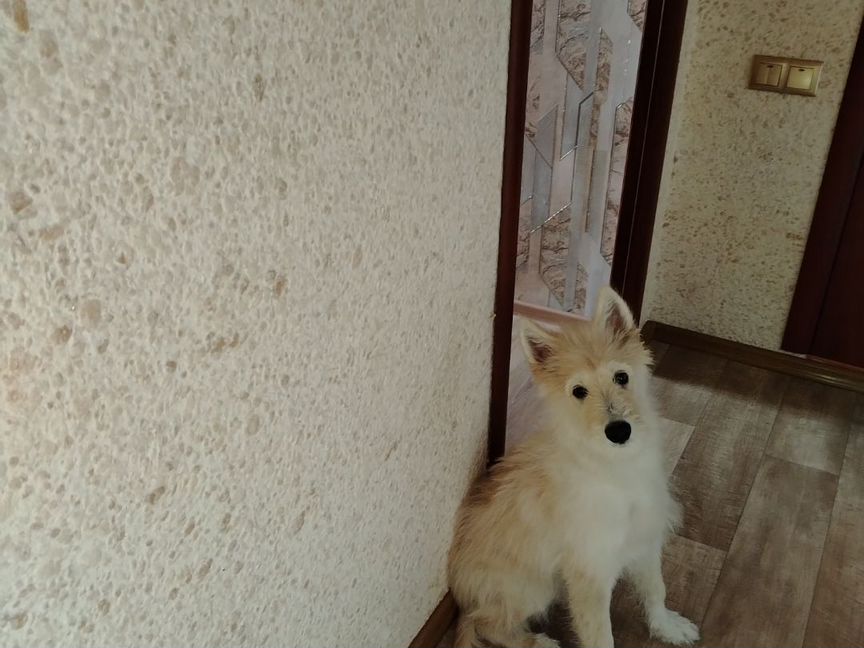 Помесь лайки