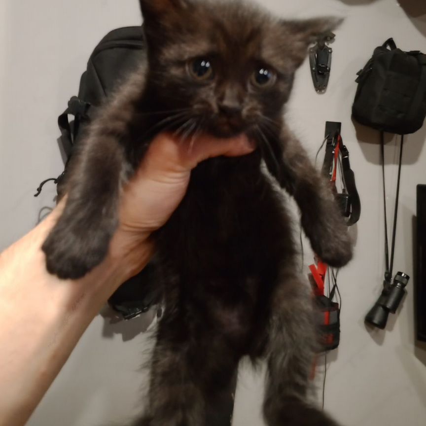 Котёнок в добрые руки