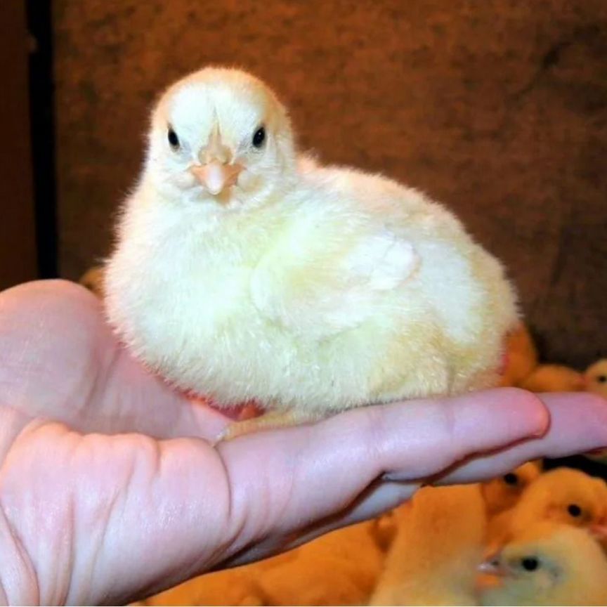 Цыплята бройлеры суточные оптом