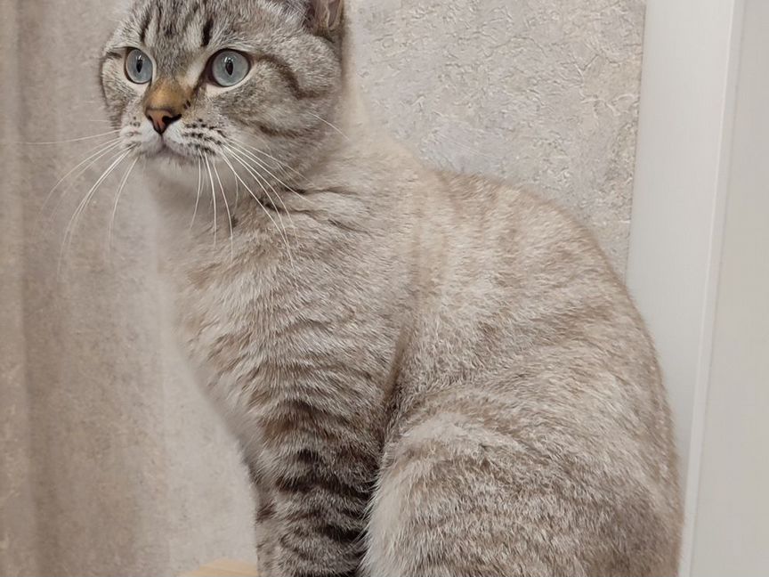 Котик в дар