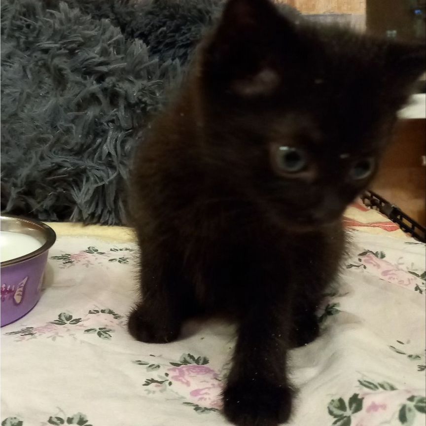 Котёнок в добрые руки