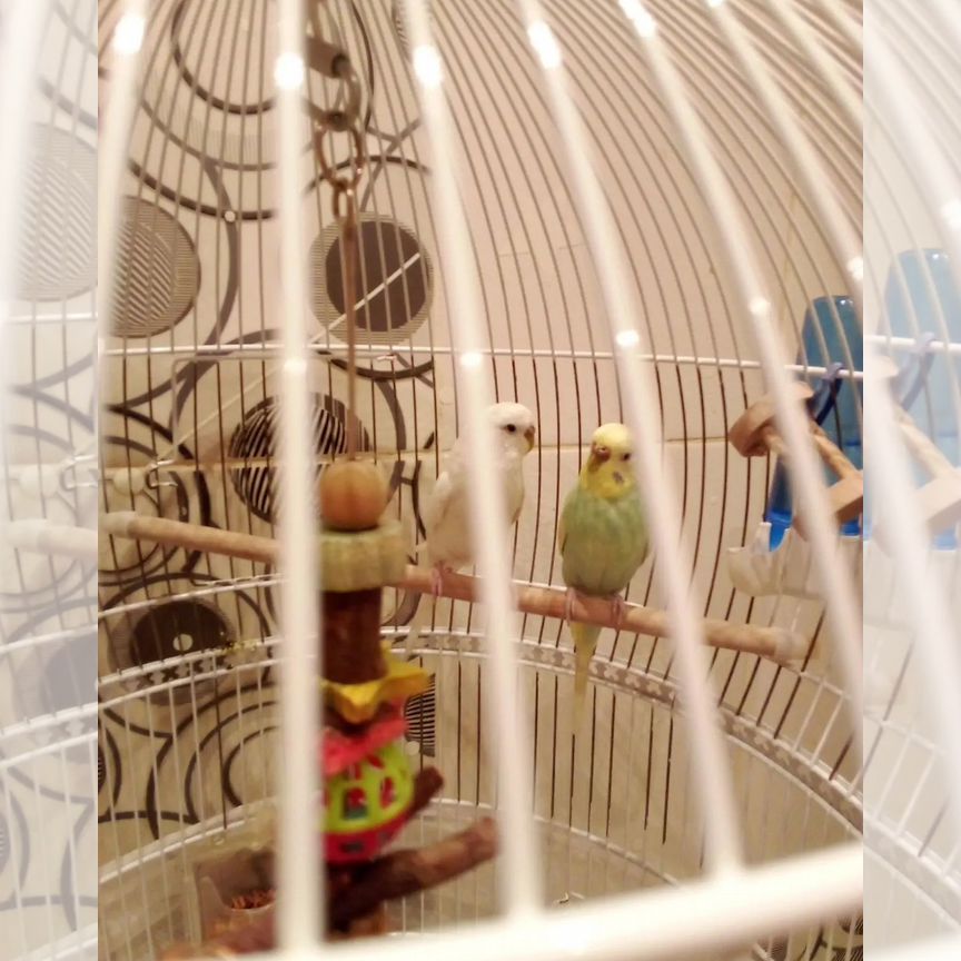 Продам попугаев и амадинов,вместе с клетками