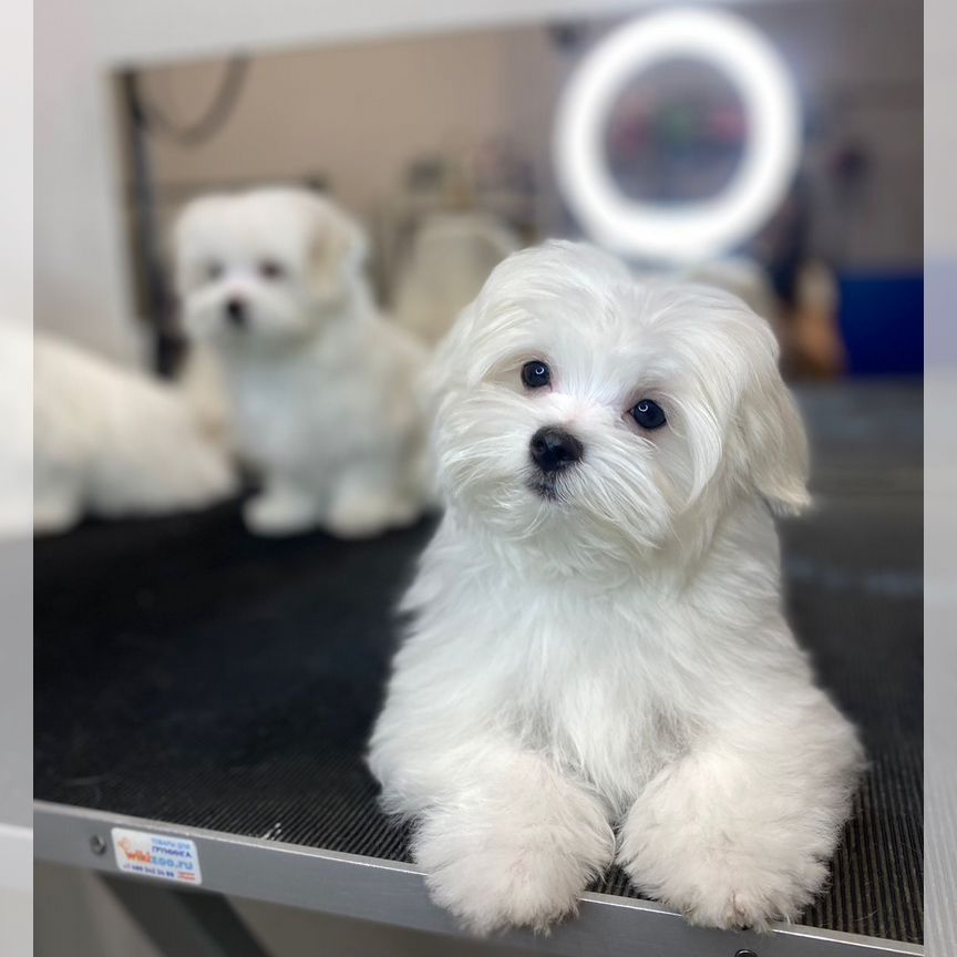 Мальтийская болонка