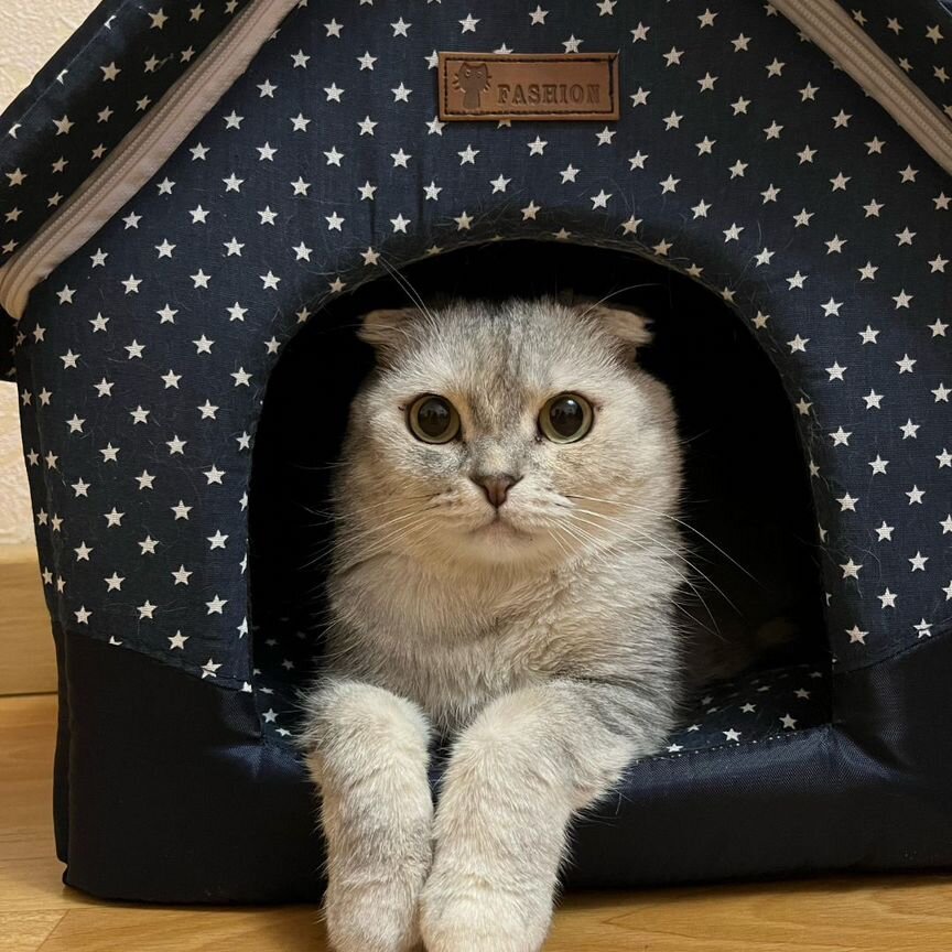 Вислоухая Шатладка