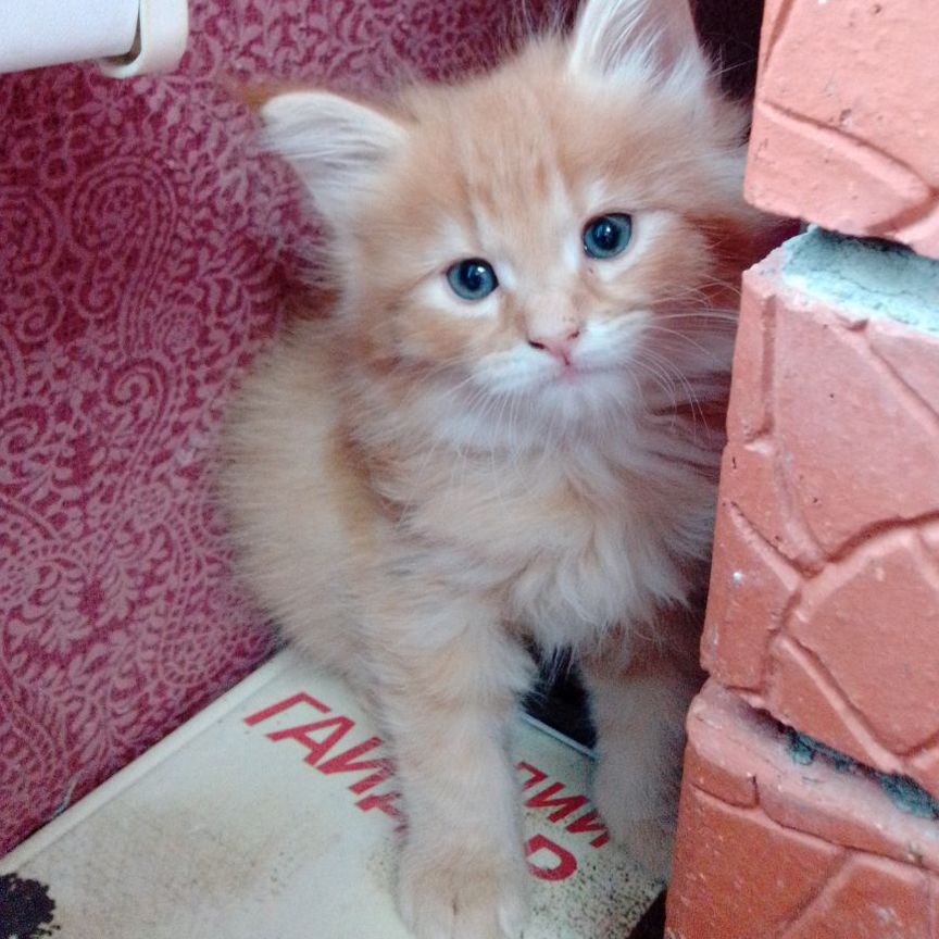 Котик Мейн-кун