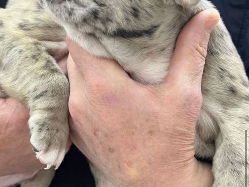 Щенки французского бульдога редкого окраса