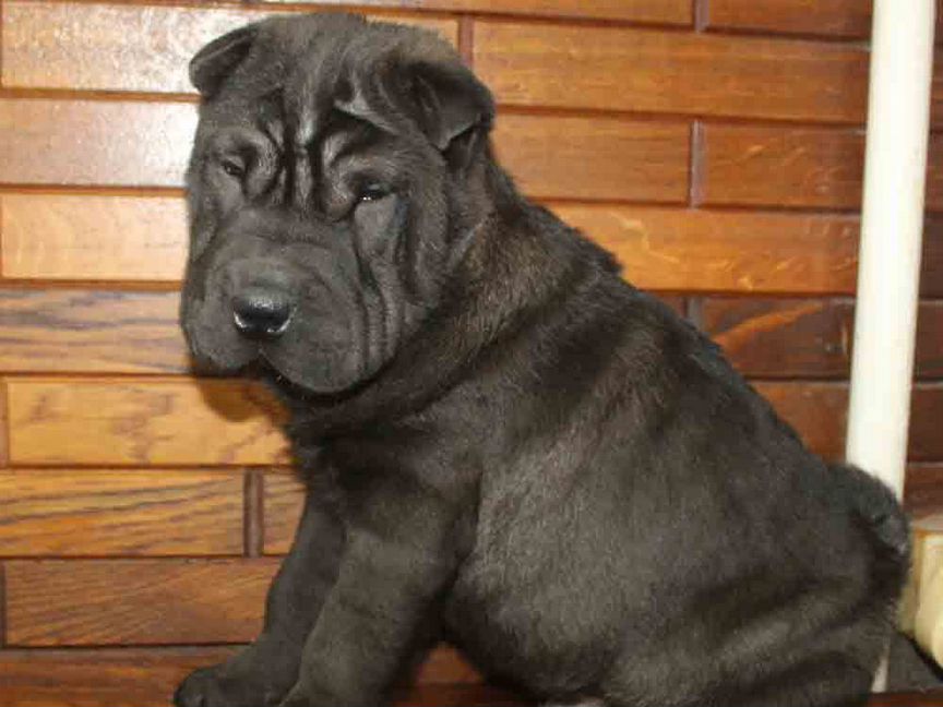 Щенки шарпея