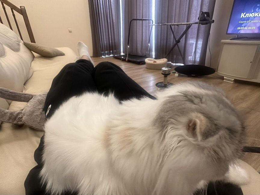 Шотландская вислоухая кошка или скоттиш-фолд