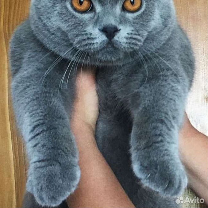 Нужен кот британец для вязки