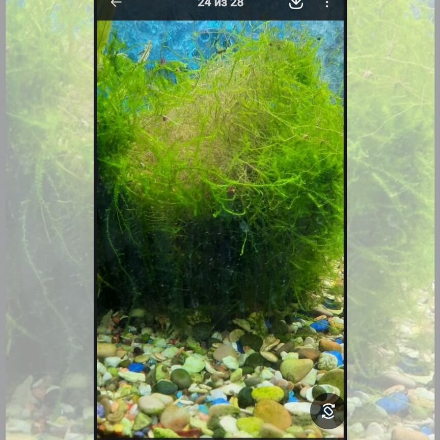 Мох для аквариума яванский