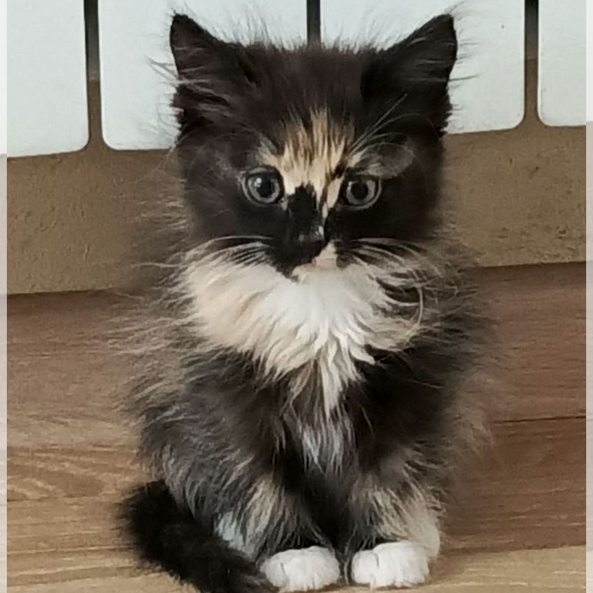 Котенок богатка