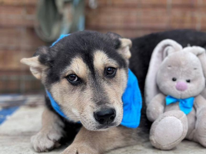 Ласковый щенок в семью