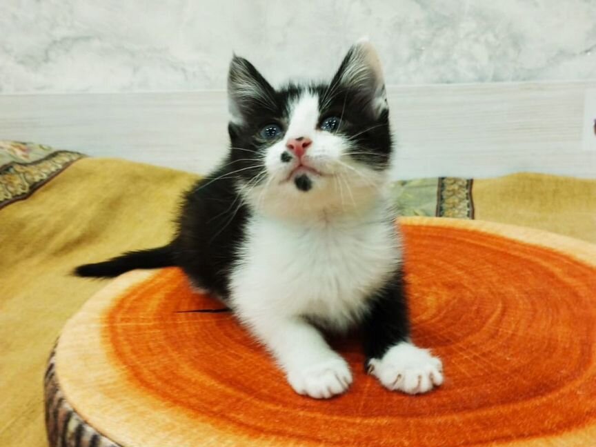 Котенок Фантик