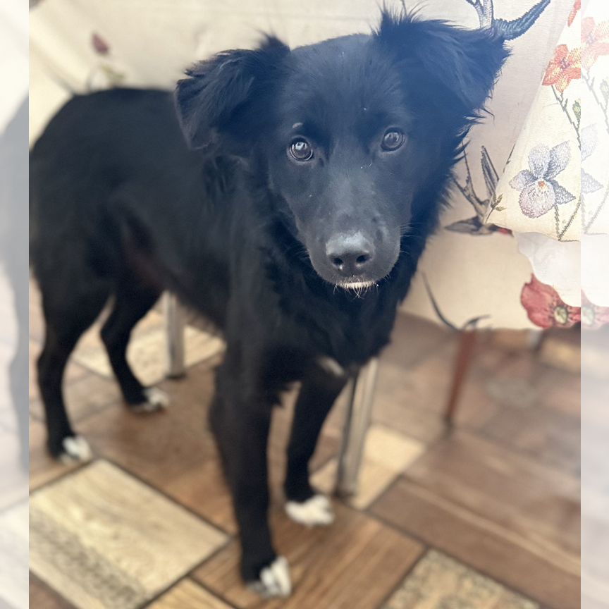 Щенок от частного владельца