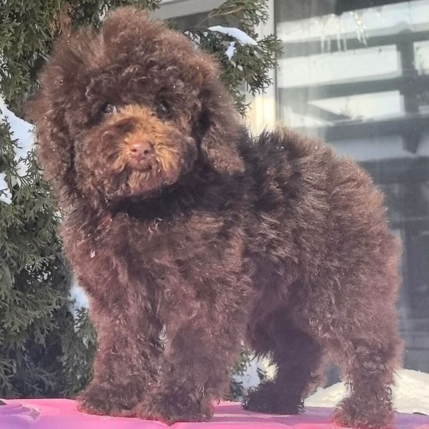 Мальтипу, щенок