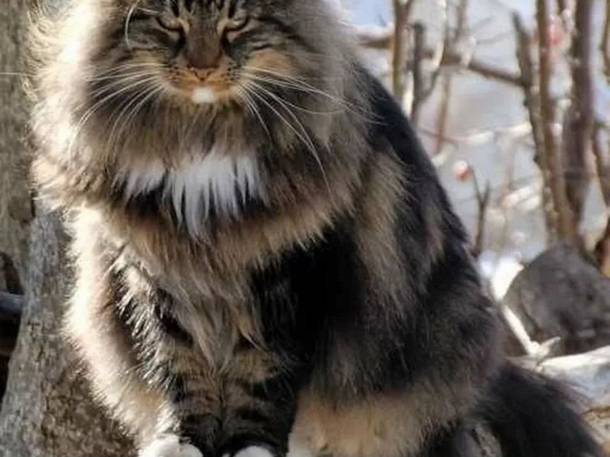 Котик от крупных родителей