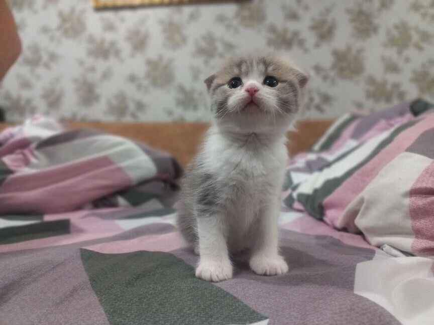 Шотландские вислоухие котята