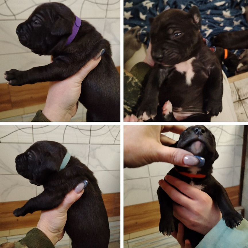 Американский питбультерьер, щенок