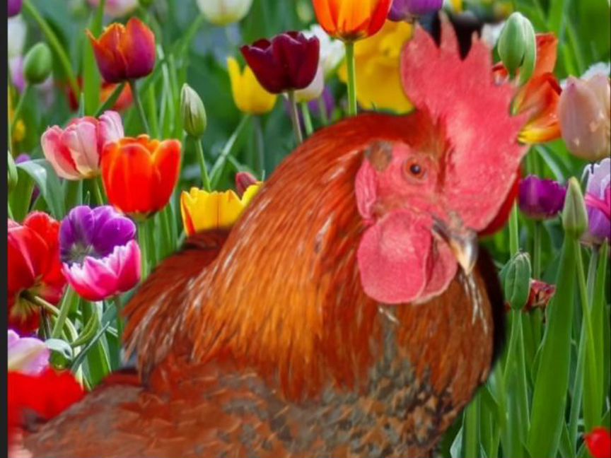 Петухи обмен