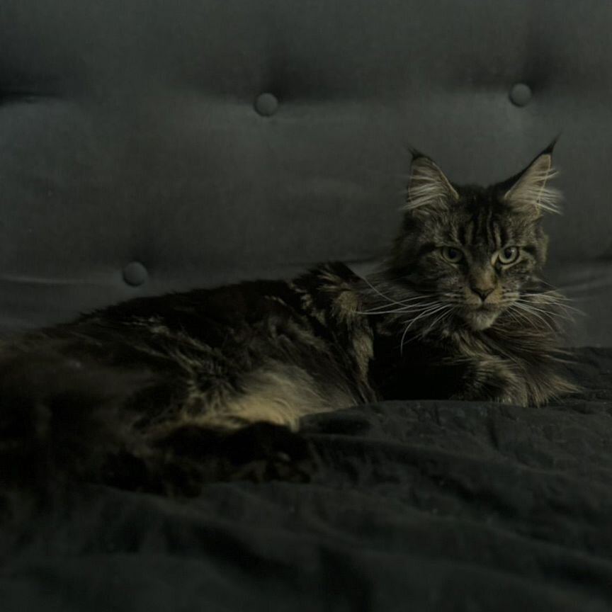 Кошки мейн-кун