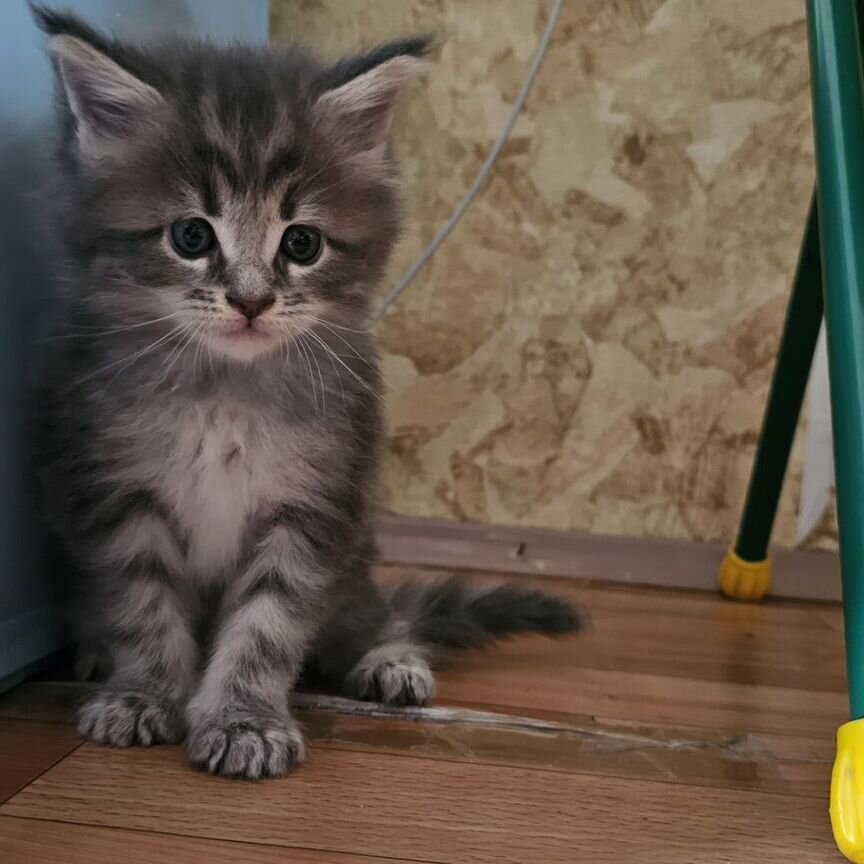 Котята мейн-кун