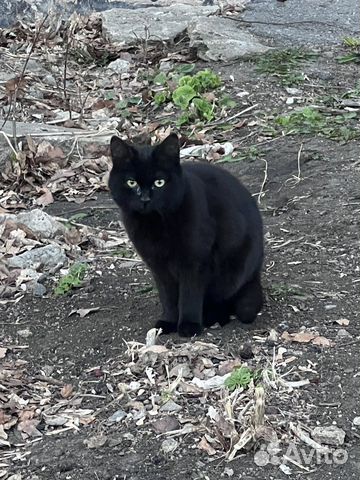 Котята в добрые руки бесплатно коты
