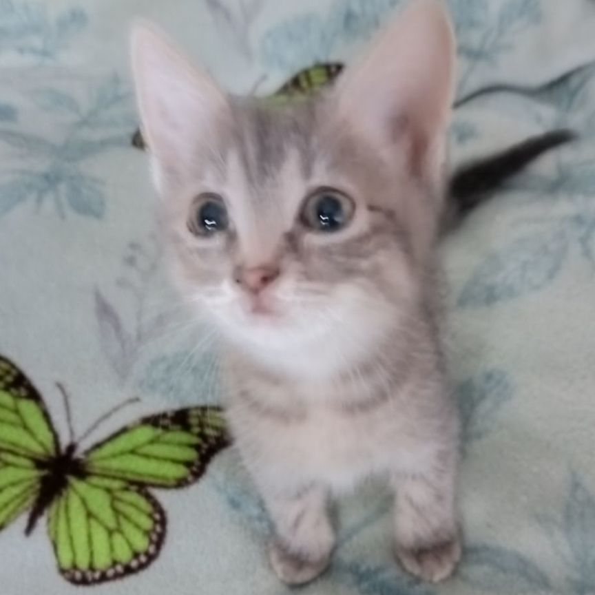 Котята в добрые руки приучены к лотку