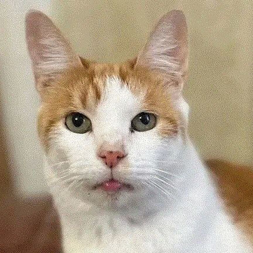 Ласковый рыженький мальчик Котенька в добрые руки