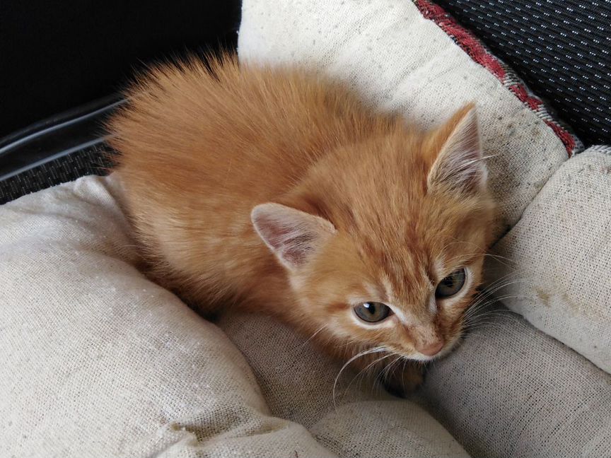 Котик, рыжик, бесплатно