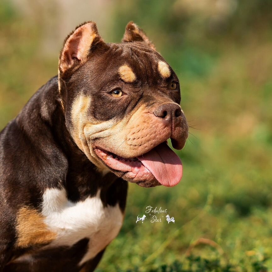 Американский булли