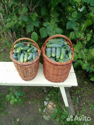 Огурцы свежие+подарок набор для засолки купить в Череповце | Товары для ...