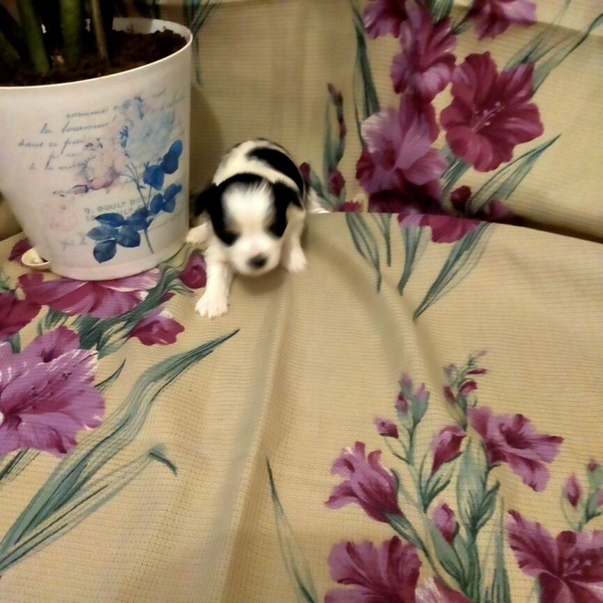 Щенки бивер йорка