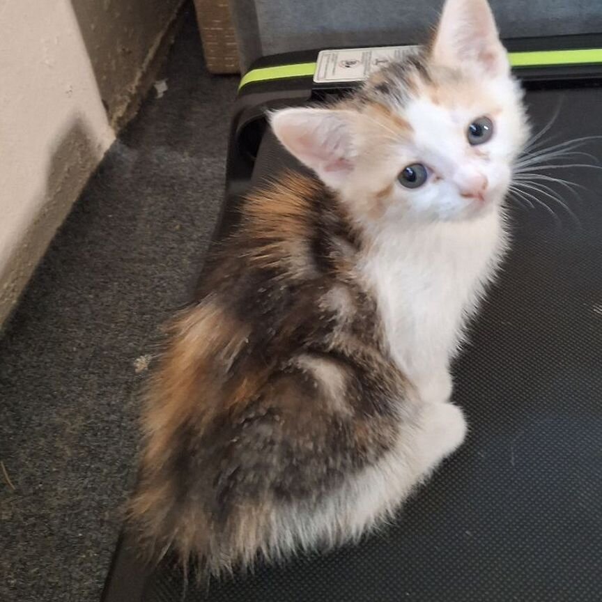 Котенок маленькая кошечка