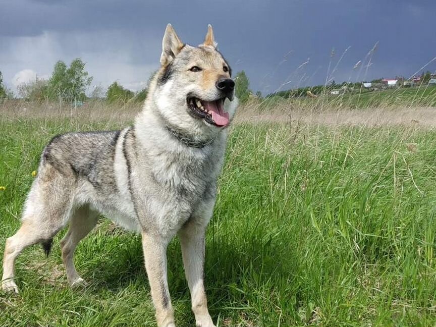 Кобель для вязки Чехословацкий волчак