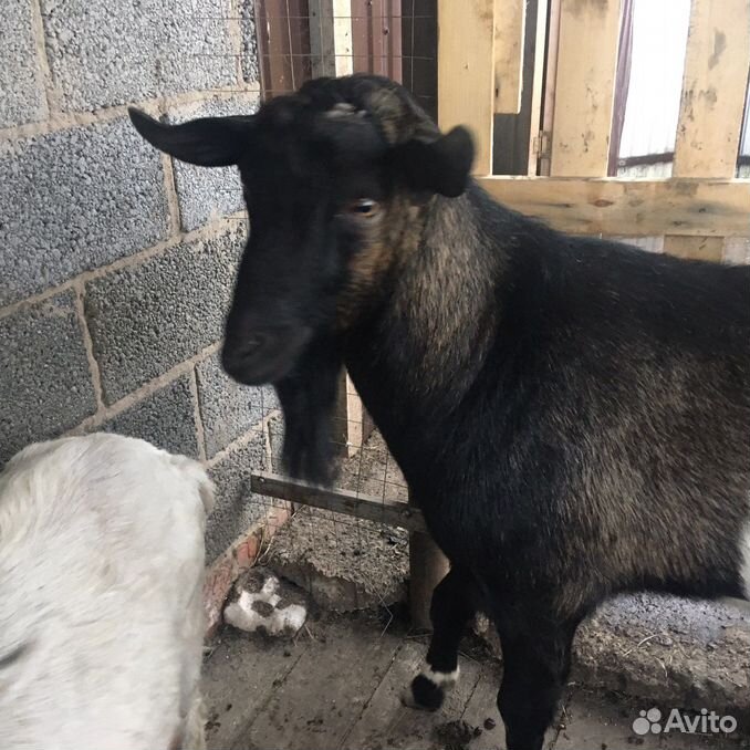 Козел на вязку