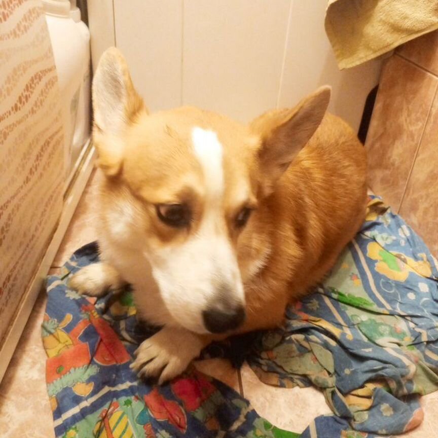 Отдам в добрые руки корги